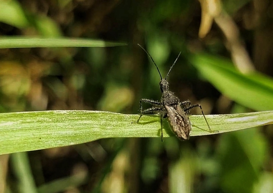 Coranus from CRFJ+F6C, Tagum, Davao del Norte, Philippines on April 28 ...