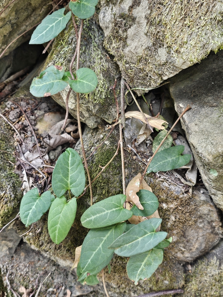 tuber fleeceflower from 604台灣嘉義縣竹崎鄉GJ54+P7 on April 29, 2024 at 12:10 ...