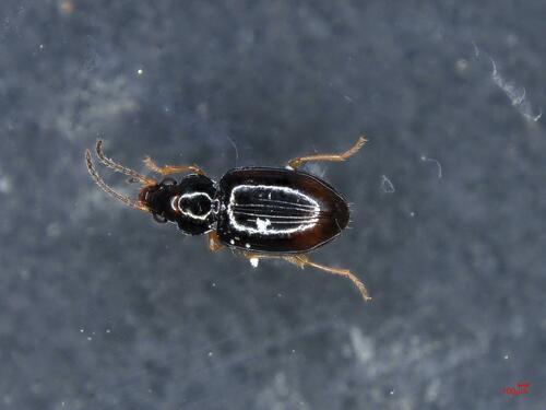 Elaphropus haemorrhoidalis · NaturaLista Colombia