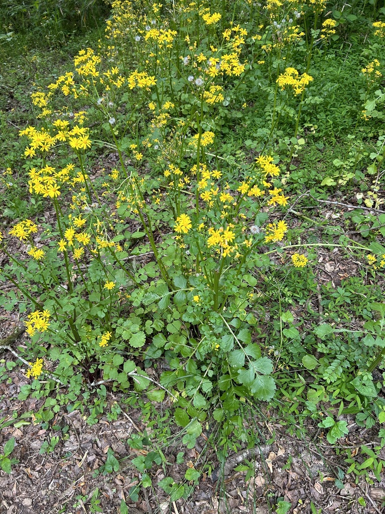 Butterweed from Chattahoochee Bend State Park, Newnan, GA, US on April ...
