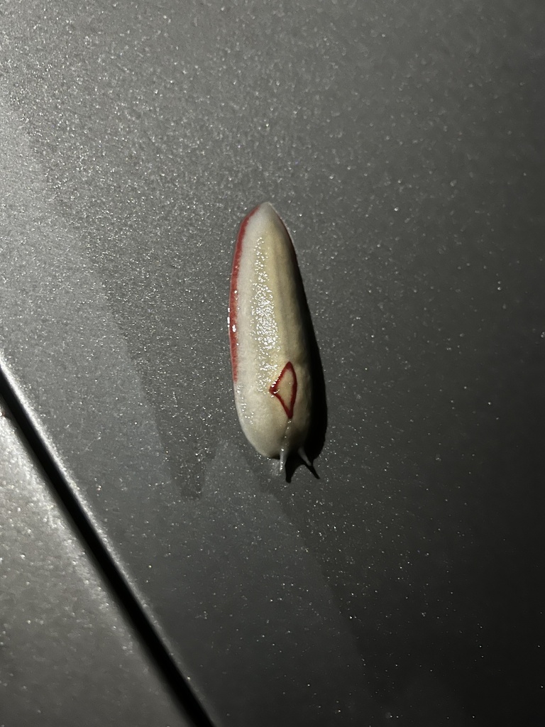 Red Triangle Slug from Liam Ct, Labrador, QLD, AU on April 30, 2024 at ...