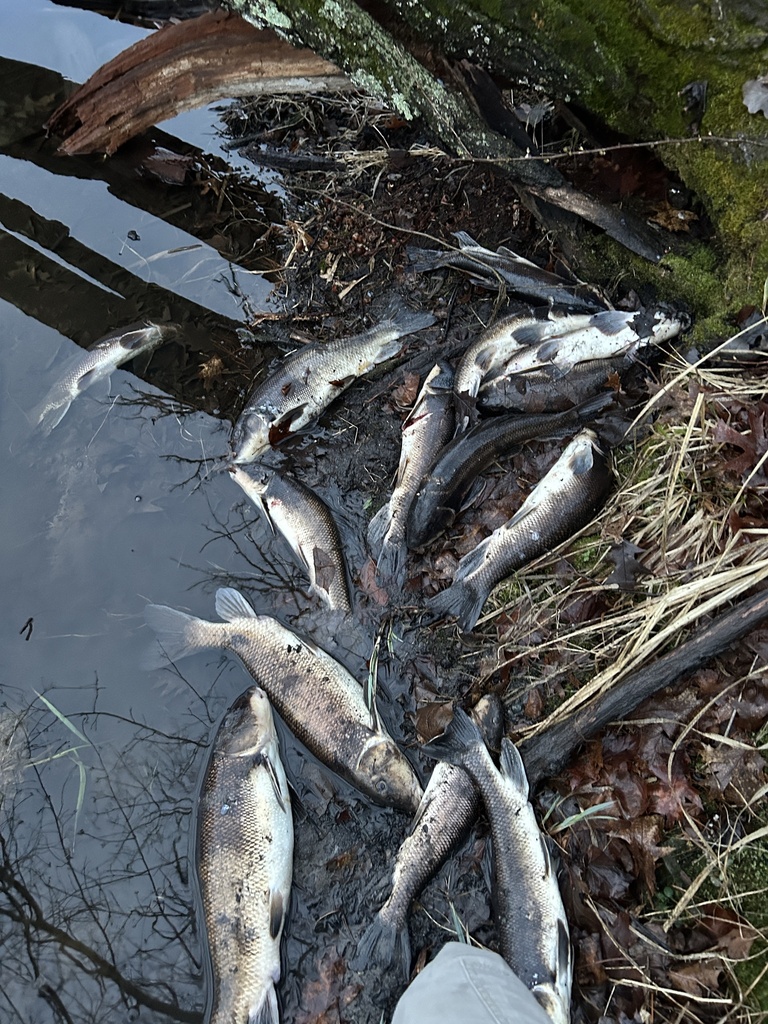 White Sucker from Tame Fish Lake, Aitkin, MN, US on April 29, 2024 at ...