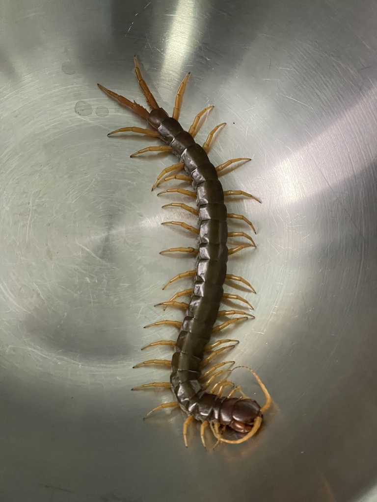 Scolopendra multidens from Vườn Quốc Gia Cát Bà, Haiphong, Hai Phong ...