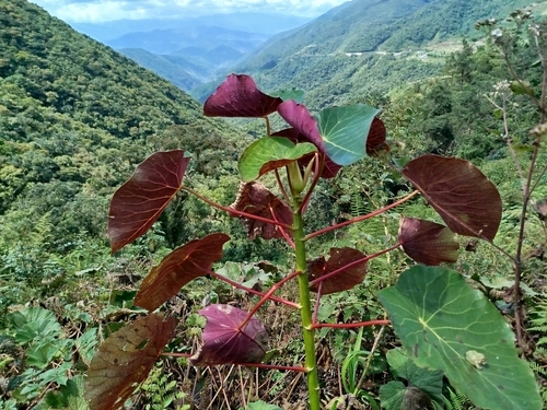Homalanthus macradenius · iNaturalist Mexico