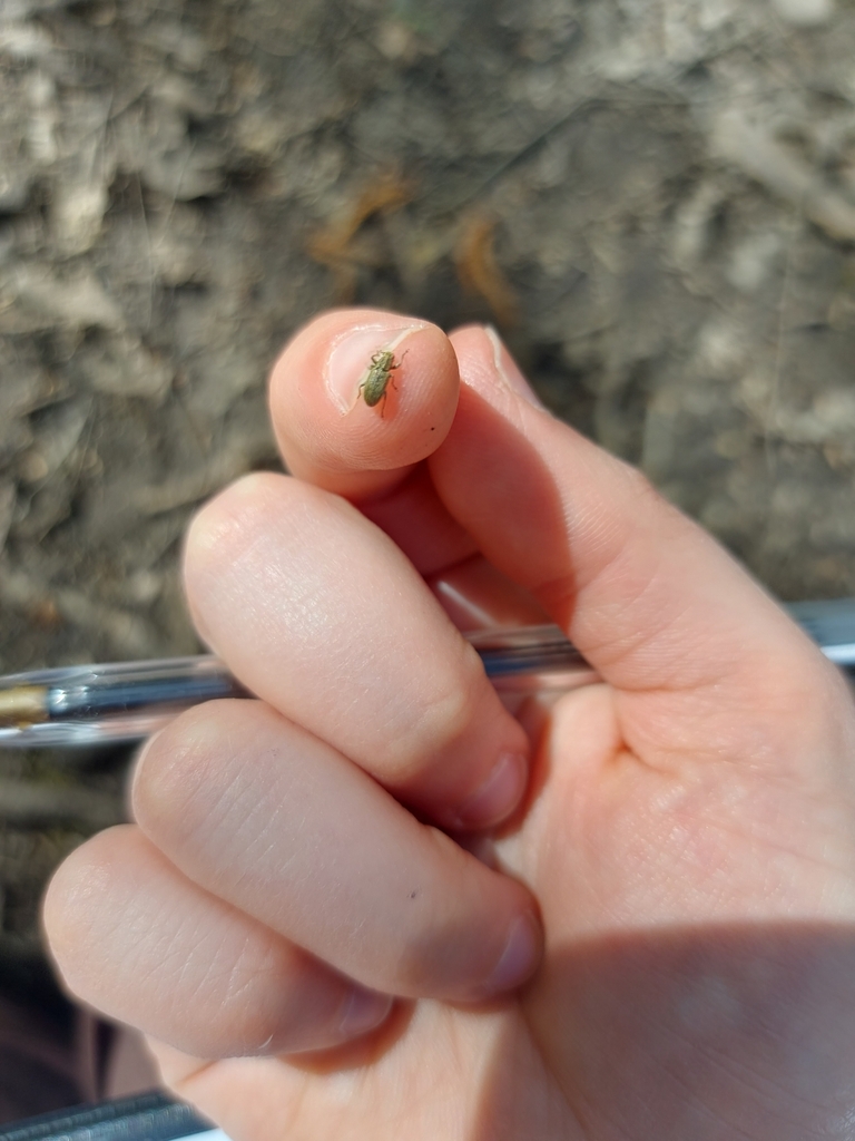 Pine Needle Weevils from Shipley BD18 4BQ, UK on April 30, 2024 at 02: ...