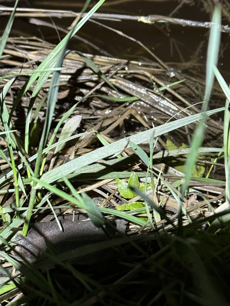 Boreal Chorus Frog in April 2024 by Kenneth Pyle · iNaturalist