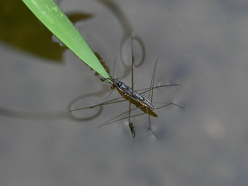 Limnogonus nitidus · iNaturalist United Kingdom