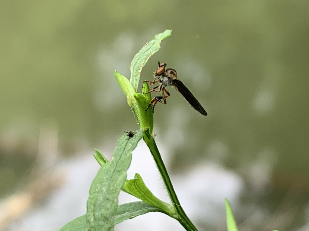 Gnat Ogres from Sugar Grove, OH, US on August 7, 2020 at 03:25 PM by ...