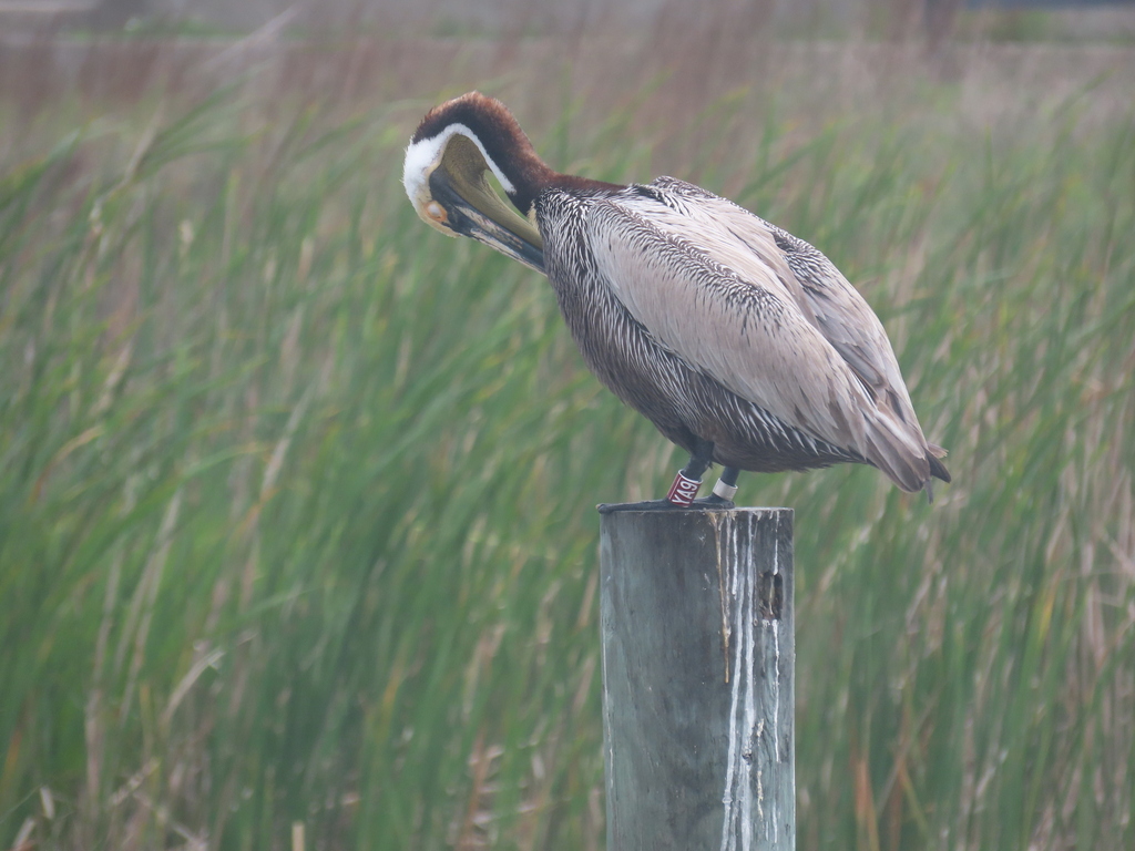 Brown Pelican from Port Aransas, TX, USA on April 28, 2024 at 03:15 PM ...