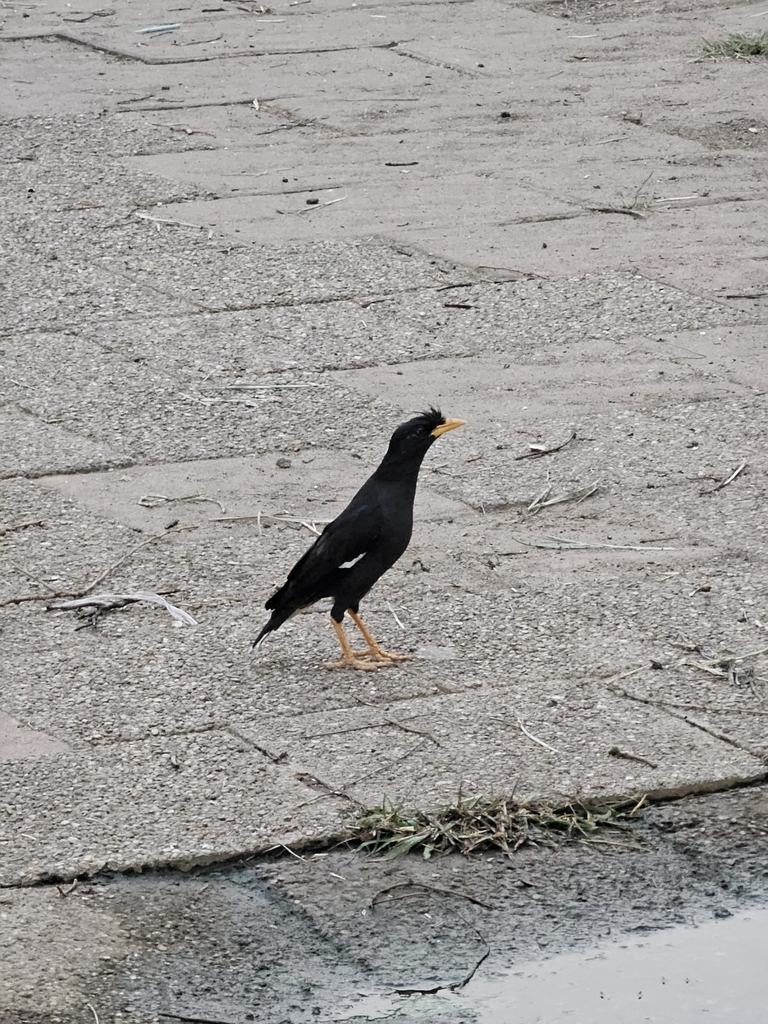 Great Myna from QQFJ+X8C ตำบล ฝายแก้ว อำเภอ ภูเพียง น่าน 55000 ประเทศ ...