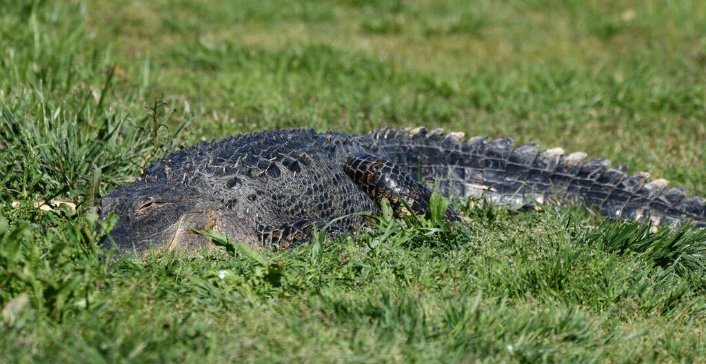 American Alligator from Phinizy Swamp, Augusta, GA, USA on March 29 ...