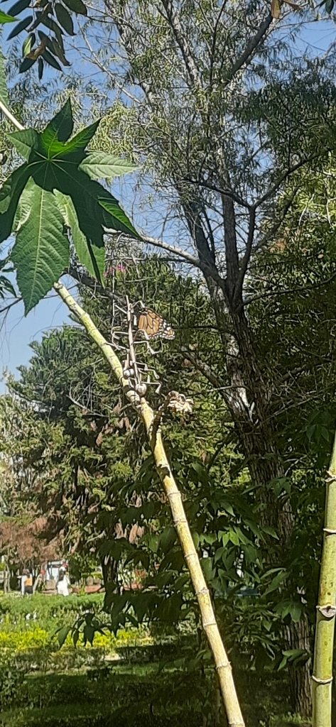 Southern Monarch from Muyurina, Cochabamba, Bolivia on April 27, 2024 ...