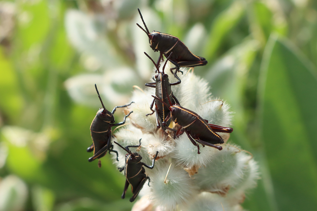 Eastern Lubber Grasshopper from Liberty County, FL, USA on April 30 ...