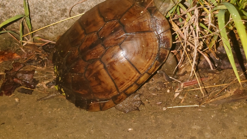 Ryukyu Yellow Pond Turtle in April 2024 by NAS MIZ · iNaturalist