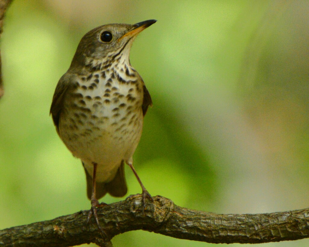 Swainson's Thrush from Pinzón II, 97205 Mérida, Yuc., México on April ...