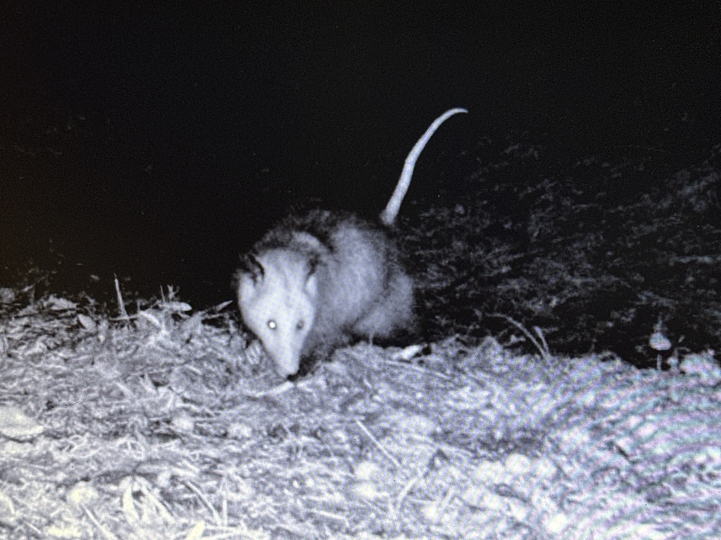 Virginia Opossum from Spendthrift Dr, Henrico, VA, US on December 24 ...