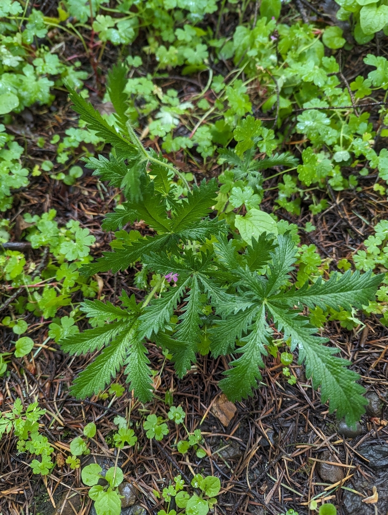 sulphur cinquefoil from Lake Grove, Lake Oswego, OR, USA on April 30 ...