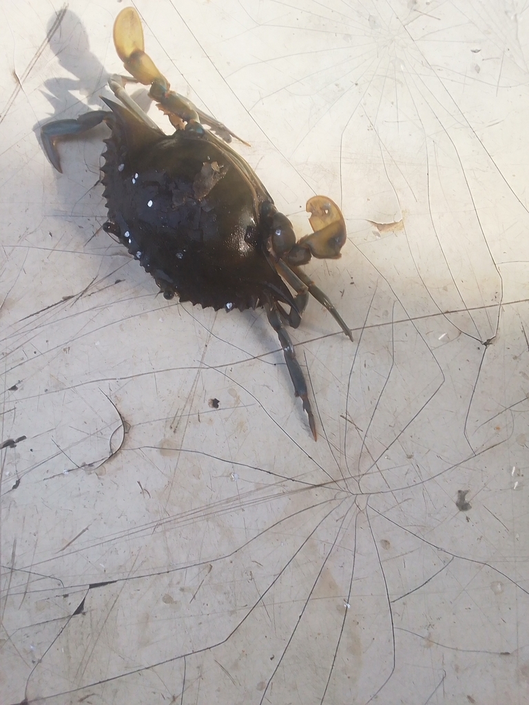 Blue Crabs from 50 Gokana Rivers Khana, Yeghe II 501103, Rivers ...