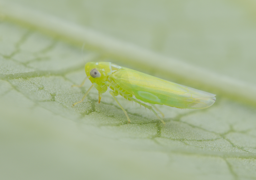 Hebata vitis from Glanz 74, 8463 Glanz an der Weinstraße, Österreich on ...