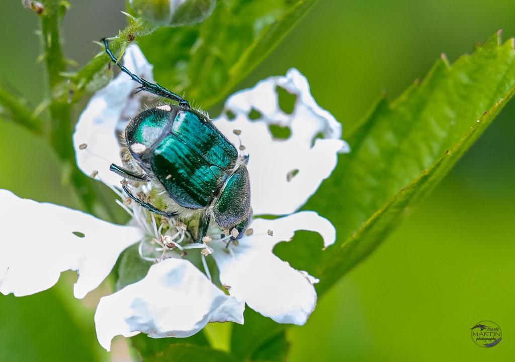Emerald Flower Scarab from Ascension Parish, LA, USA on April 27, 2024 ...