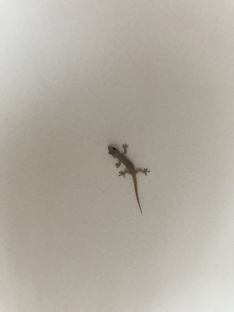 Asian House Gecko from 80361, Badung, Bali, ID on May 01, 2019 at 05:49 ...