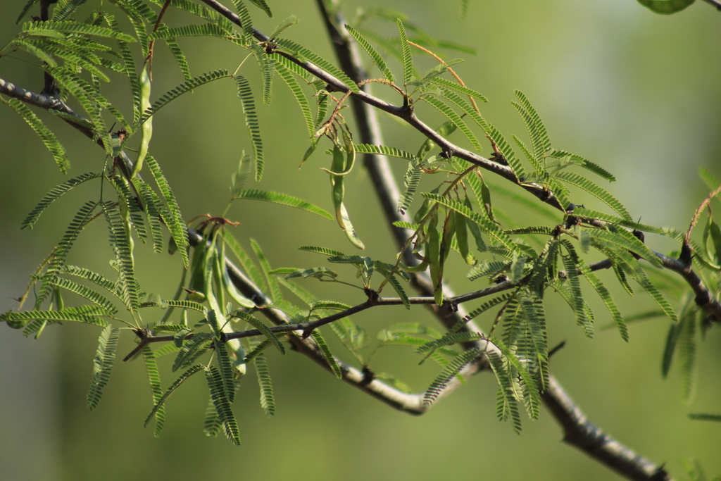 Sweet acacia from Parque Nacional Cerro de la Estrella, Ciudad de ...