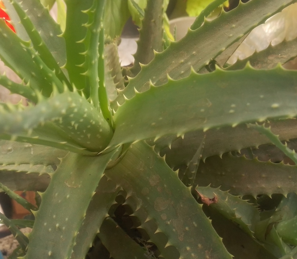 aloe vera from Manzana 028, Centro, 56100 Texcoco de Mora, Méx., México ...
