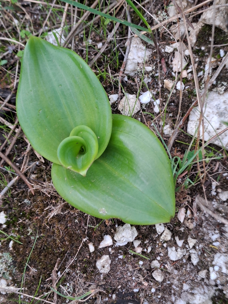 Scented Orchid from Overstrand Local Municipality, South Africa on ...