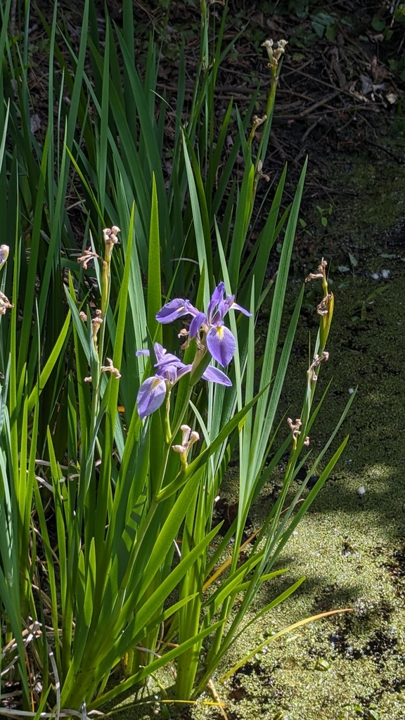 Prairie Iris from Myrtle Beach, SC 29577, USA on April 30, 2024 at 03: ...