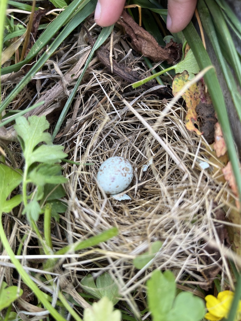 Birds from Crossville St, Monterey, TN, US on April 30, 2024 at 03:53 ...