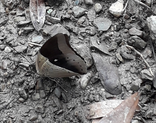 Three-toned Prepona (Subspecies Archaeoprepona meander megabates ...