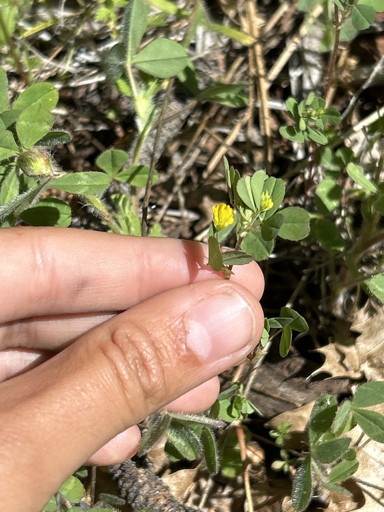 Lesser hop trefoil from Amador County, US-CA, US on April 30, 2024 at ...