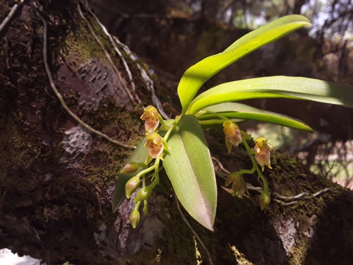 (Leochilus johnstonii)
