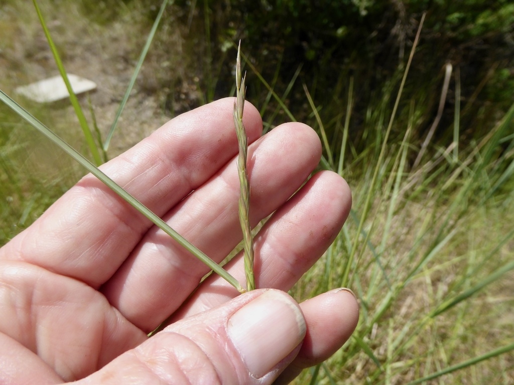 Creeping wild rye from Clairemont, San Diego, CA, USA on April 27, 2024 ...