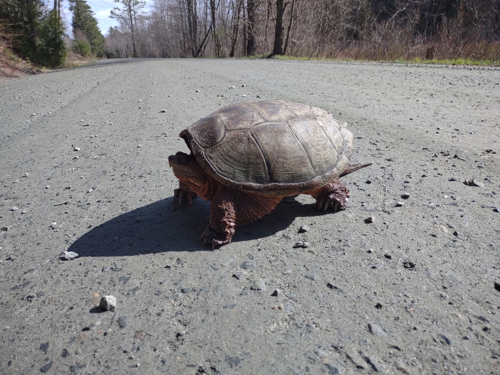 Common Snapping Turtle from Enfield, NH, USA on April 29, 2024 at 03:54 ...