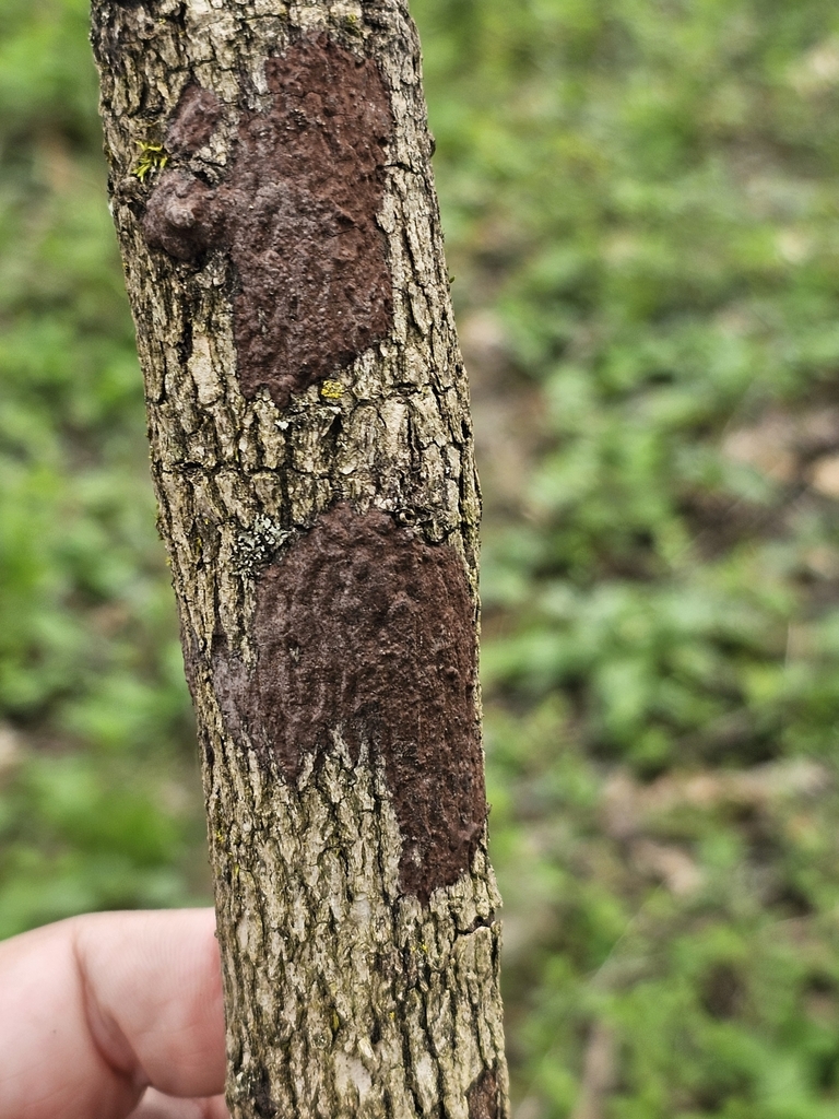 Hypoxylon perforatum from Fawn Township, PA, USA on April 29, 2024 at ...