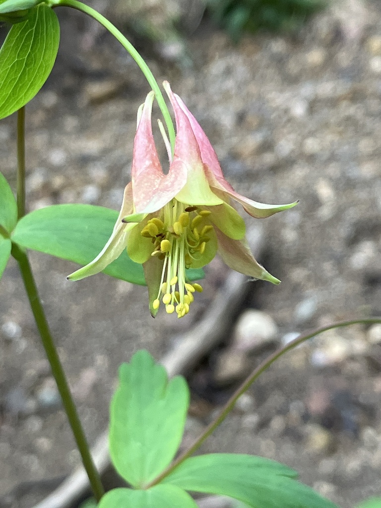 red columbine from Marott Park, Indianapolis, IN, US on April 30, 2024 ...