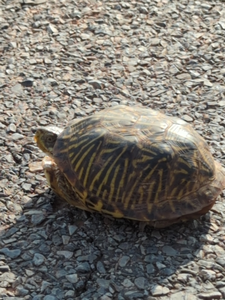 Ornate Box Turtle from Fairview, OK 73737, USA on April 30, 2024 at 06: ...