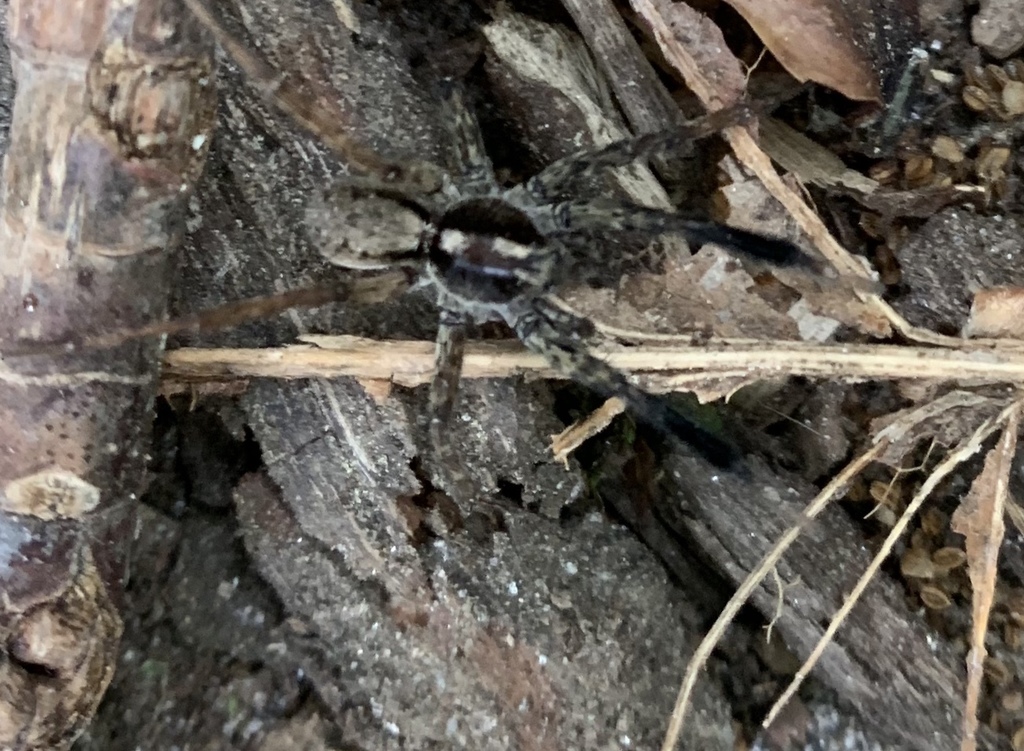 Brush-legged Spiders from 30643, Hartwell, GA, US on May 01, 2019 at 09 ...