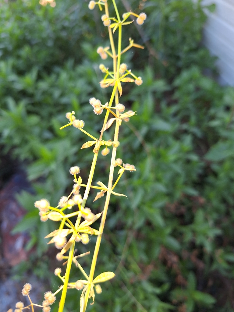 bedstraws from Petal, MS 39465, USA on April 30, 2024 at 06:26 PM by ...