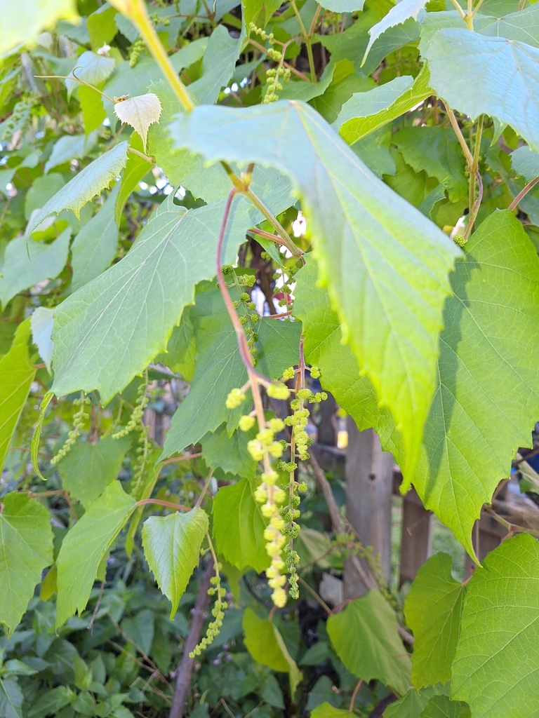 grapevines from Petal, MS 39465, USA on April 30, 2024 at 06:29 PM by ...