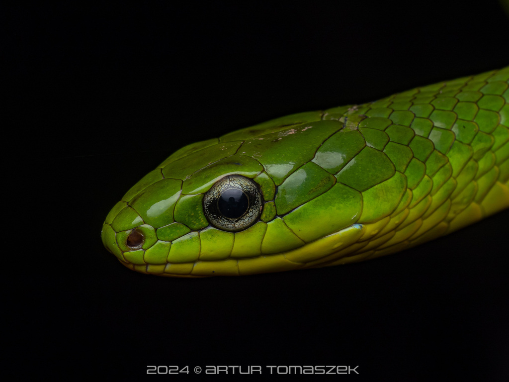 Chinese Green Snake in April 2024 by Artur Tomaszek · iNaturalist