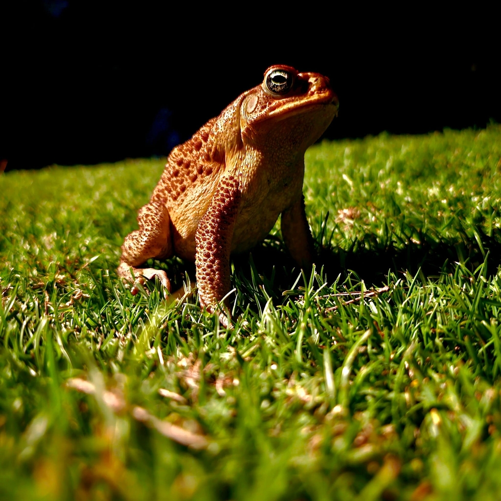 Beaked Toads from Kaanapali, HI 96761, USA on April 29, 2024 at 11:00 ...