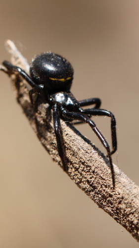 Falsa Viuda Negra de Franjas (Steatoda autumnalis)