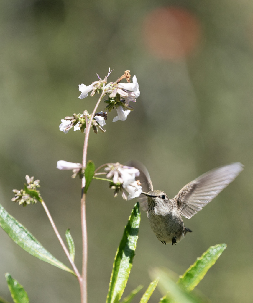 Anna's Hummingbird from Contra Costa County, CA, USA on April 30, 2024 ...