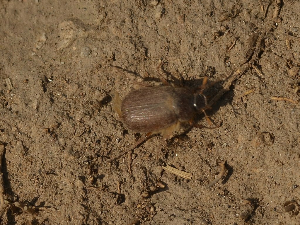 Mayate de Mayo desde Parque Sierra Morelos el 28 de abril de 2024 a las ...