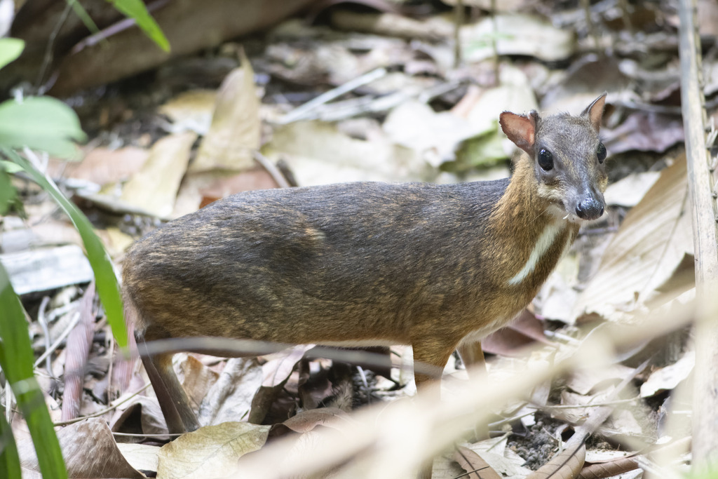 Lesser Oriental Chevrotain from Central Water Catchment, Singapore on ...
