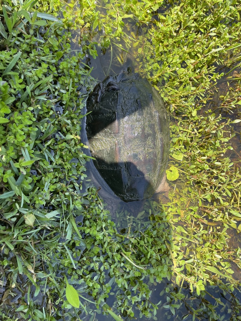 Common Snapping Turtle from Summer Rose Ln, Conroe, TX, US on April 30 ...