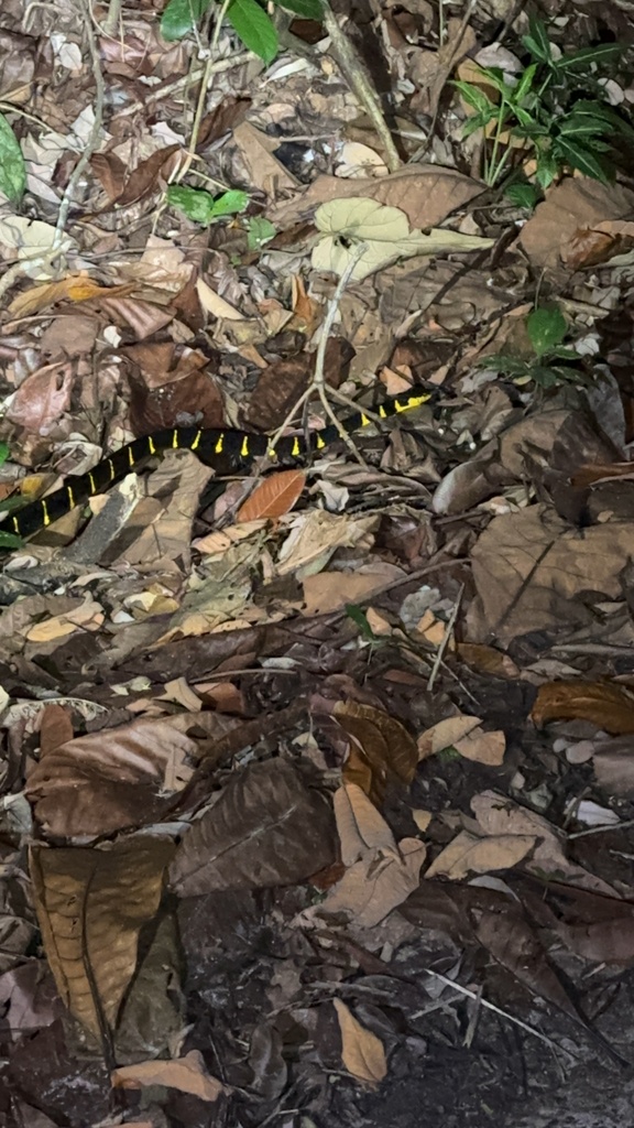 Western Mangrove Cat Snake from Dairy Farm Nature Park, Singapore, SG ...