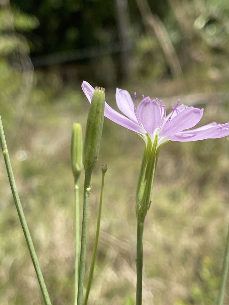rose rush from 171st Rd, O Brien, FL, US on April 22, 2024 at 12:25 PM ...